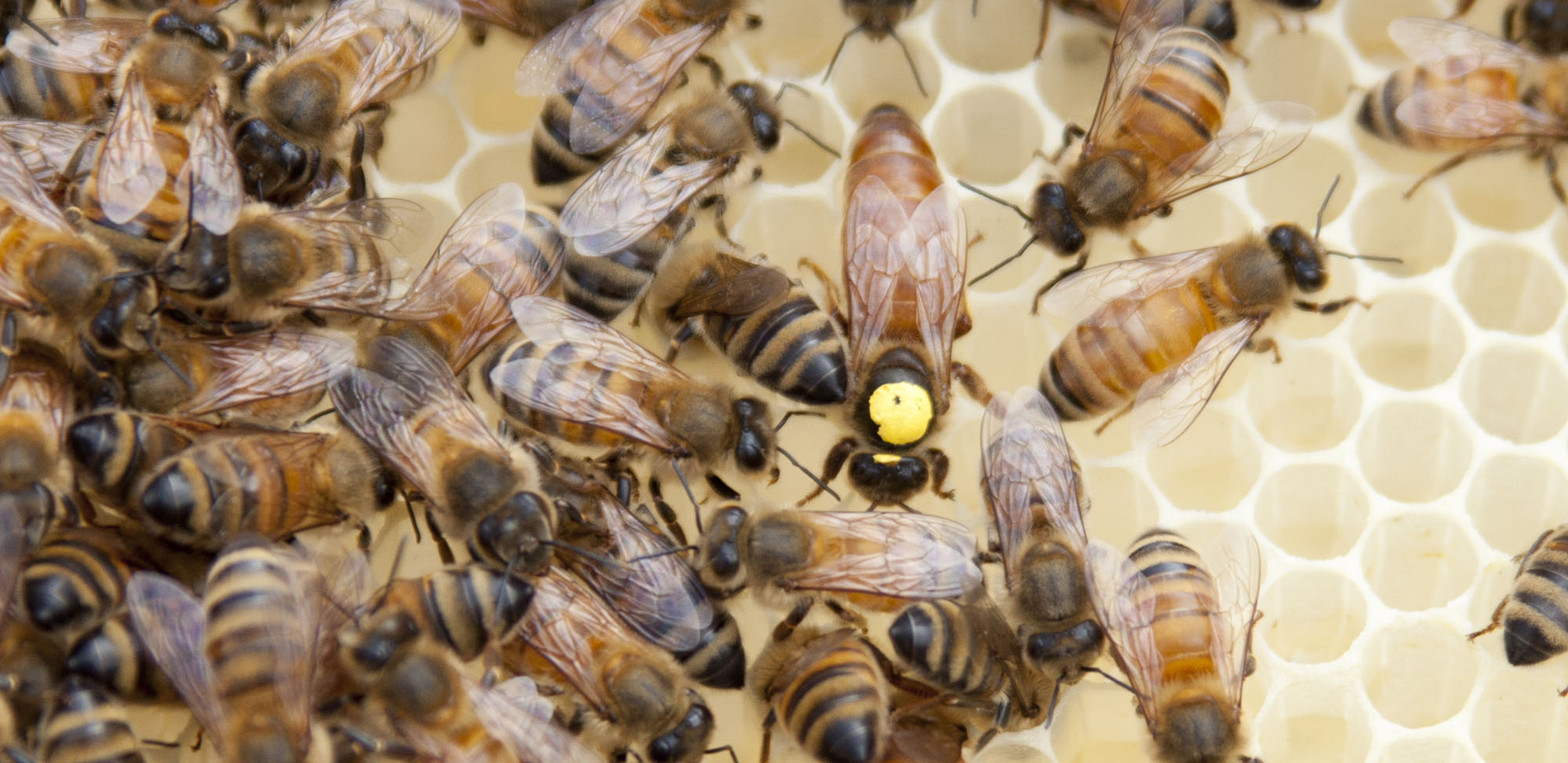 Support the Bee Education Center | Rhode Island College