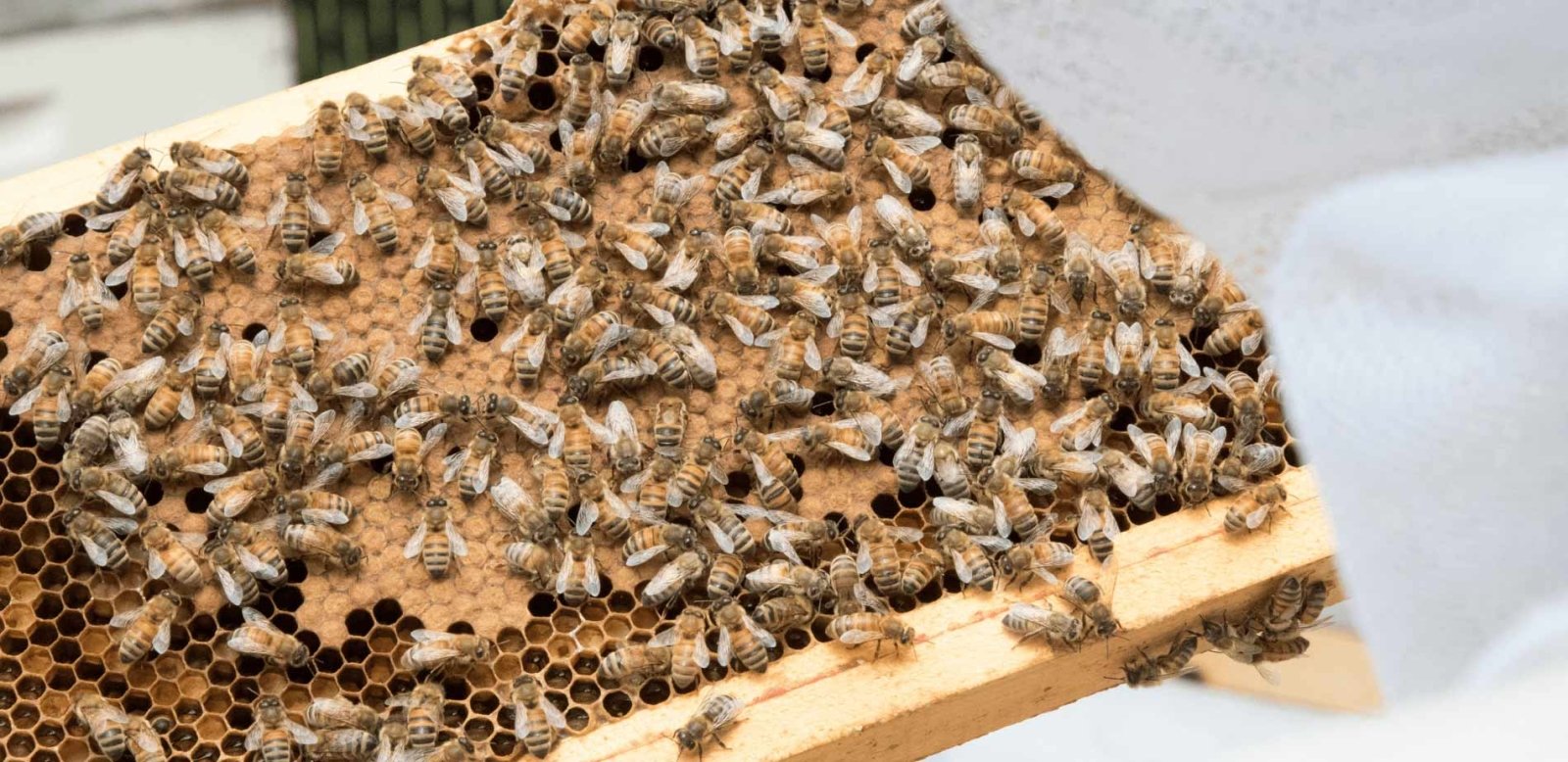 Bee Education Field Trips | Rhode Island College